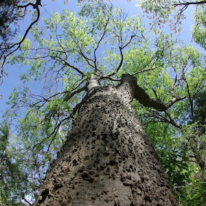 Sugarberry Tree {celtis Laevigata} 1st Year Fruit Bearing! Edible ...