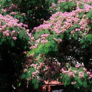 Silk Tree {albizia Julibrissin} Exotic Ornamental | Bonsai | 30 Pre ...