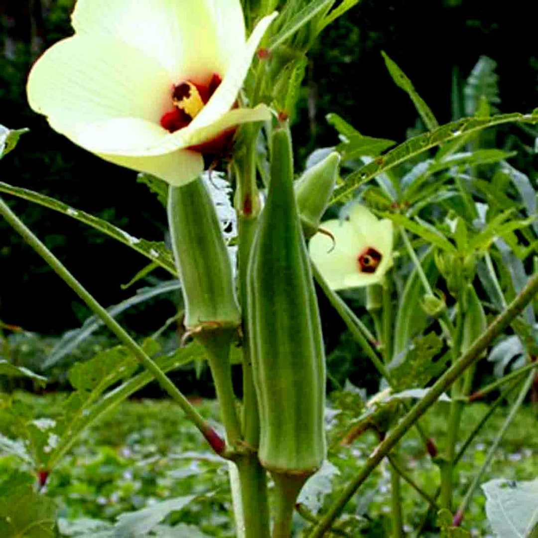 Organic Musk Okra {abelmoschus Moschatus} Showy Blooms | Edible ...