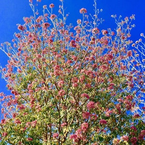 Red Shower Tree {cassia Marginata} Showy Tropical | Heirloom | Pre ...