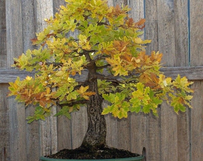 Blue Oak quercus Macrocarpa Bonsai Beauty Deciduous Beauty Fast Growing ...