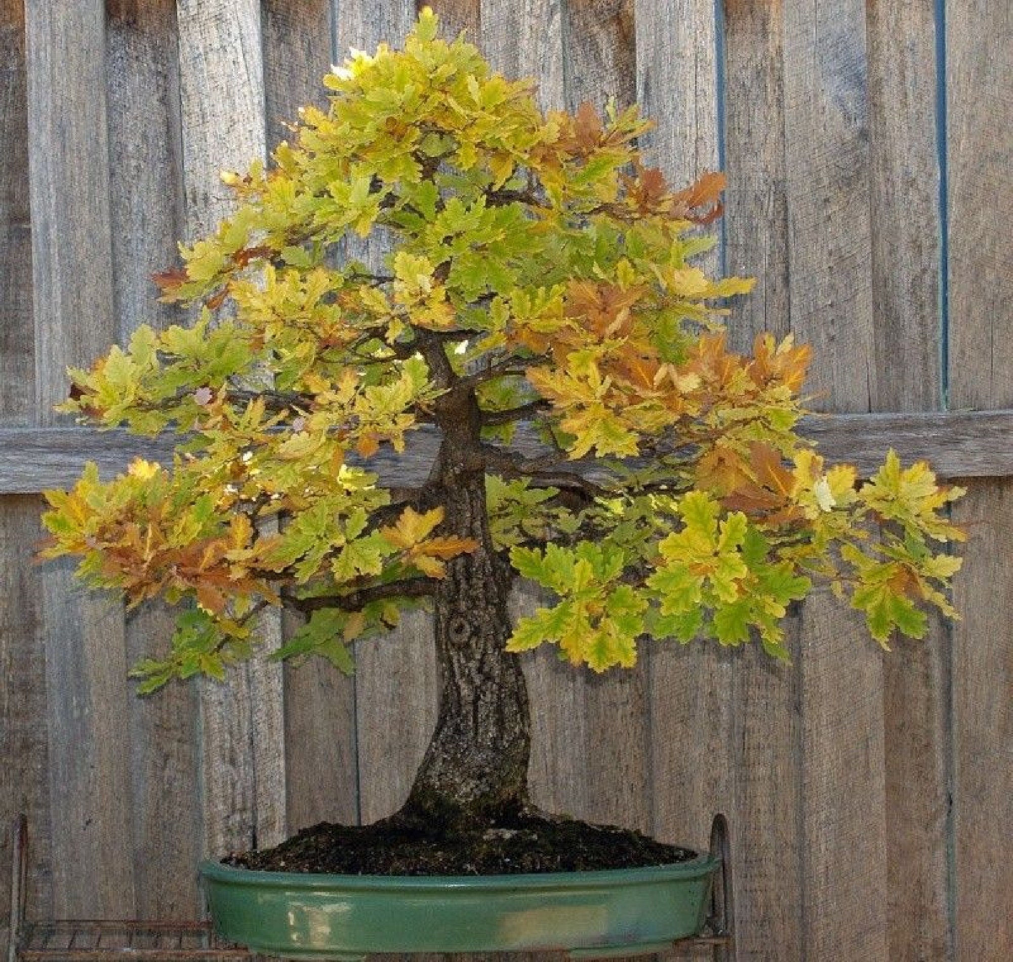 Blue Oak {quercus Macrocarpa} Bonsai Beauty | Deciduous Beauty | Fast ...
