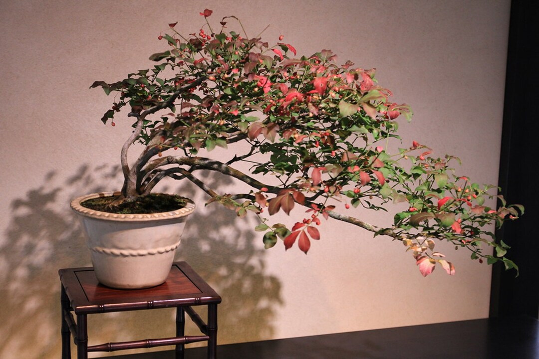 Spindleberry Tree |bonsai Beauty| Var. {euonymus Europaeus} | Soap ...