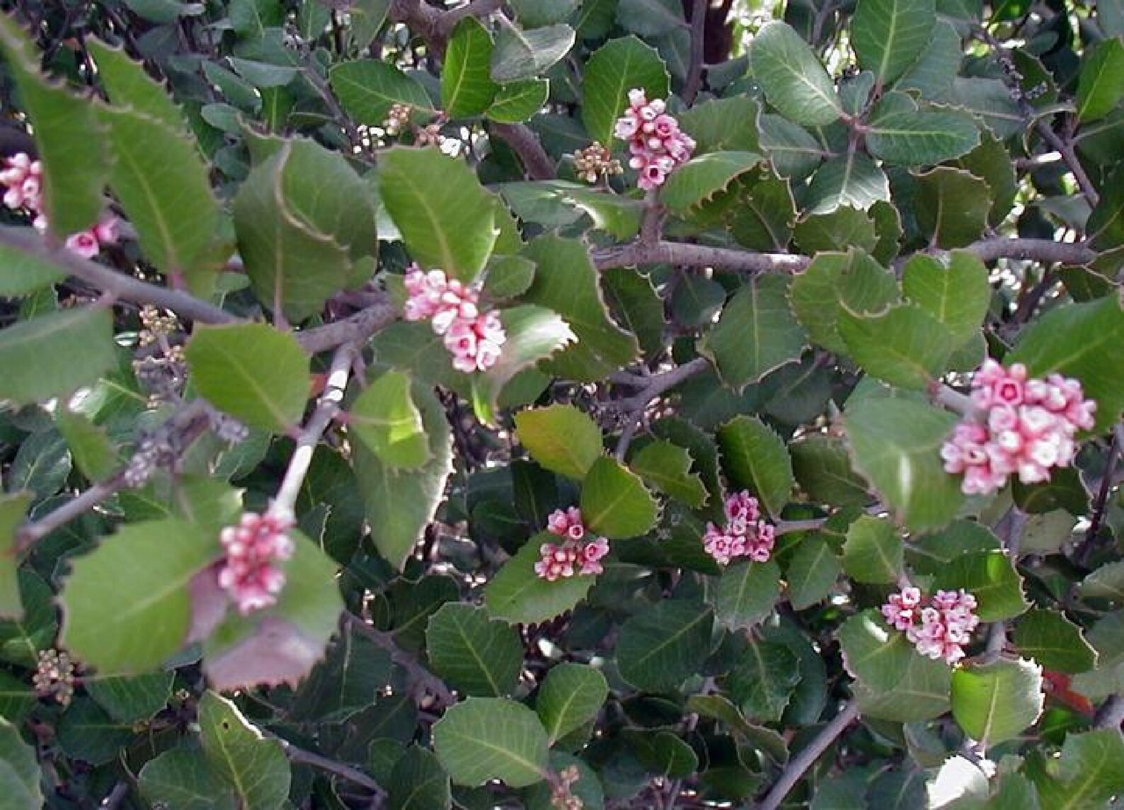 Lemonade Berry {rhus Integrifolia} High Yield | Edible | Evergreen ...
