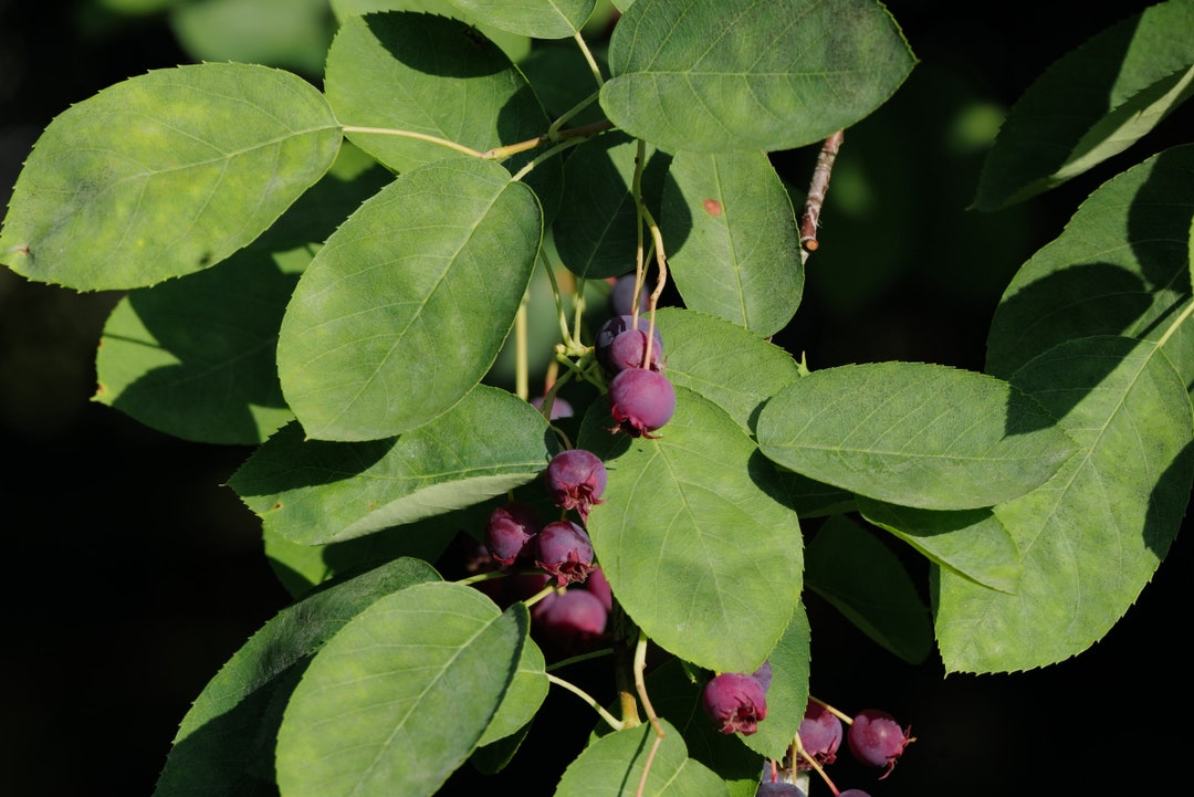Organic Juneberry Fruiting Shrub 20 Year Producer! {amelanchier ...