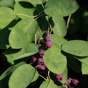 Organic Juneberry Fruiting Shrub 20 Year Producer! {amelanchier ...