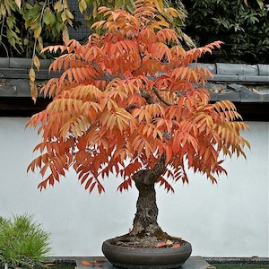 Dwarf Flameleaf Sumac {rhus Copallina Cs} Vibrant Ornamental | Low ...