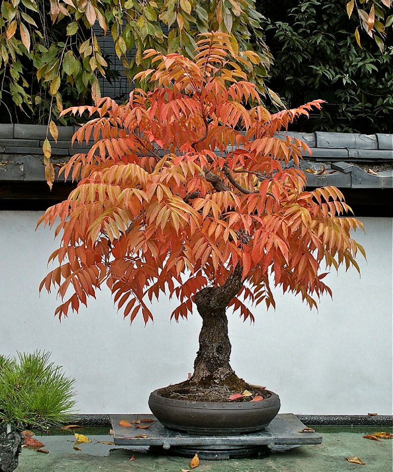 Dwarf Flameleaf Sumac {rhus Copallina Cs} Vibrant Ornamental | Low ...