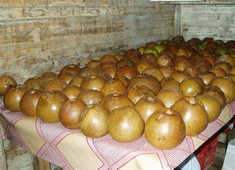 Borojo Fruit Tree {albertia Patinoi} Organic | Evergreen | Tasty Fruits ...