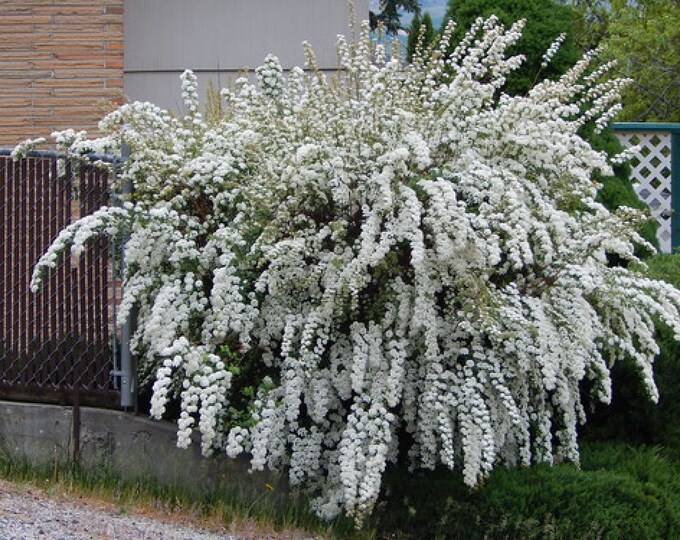 Bridalveil {genista Monosperma} Showy Ornamental Shrub | Cutting ...