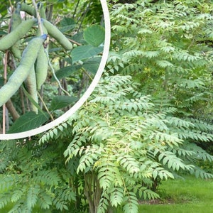 Blue Sausage Fruit Shrub {decaisnea Fargesii} Organic | Sweet Tasting ...