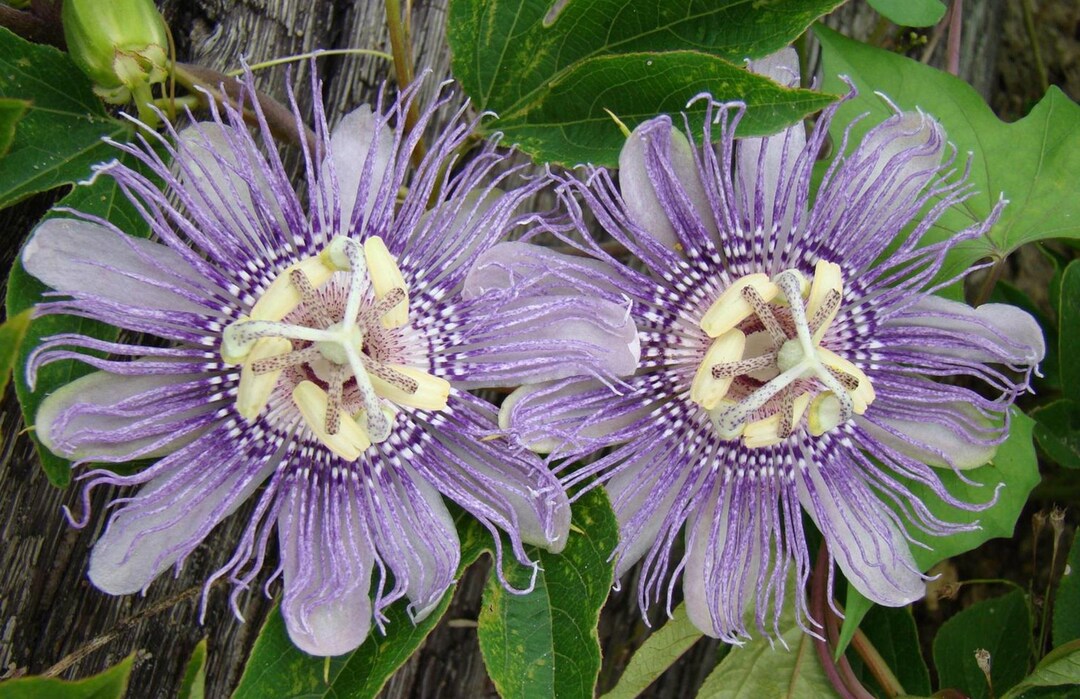 Maypop Passionflower Vine {passiflora Incarnata} Edible Organic Fruit ...