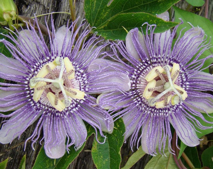 Maypop Passionflower Vine {passiflora Incarnata} Edible Organic Fruit ...