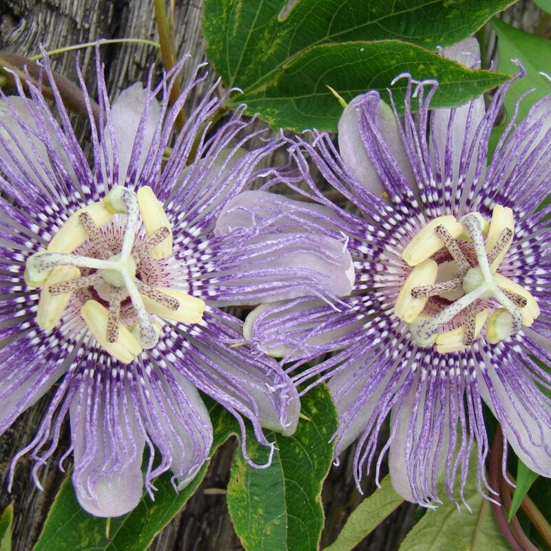 Passion Flower Seeds - Etsy