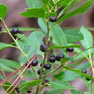 Sparkleberry Tree {vaccinium Arboreum} Fruiting Shrub | Heirloom NON ...