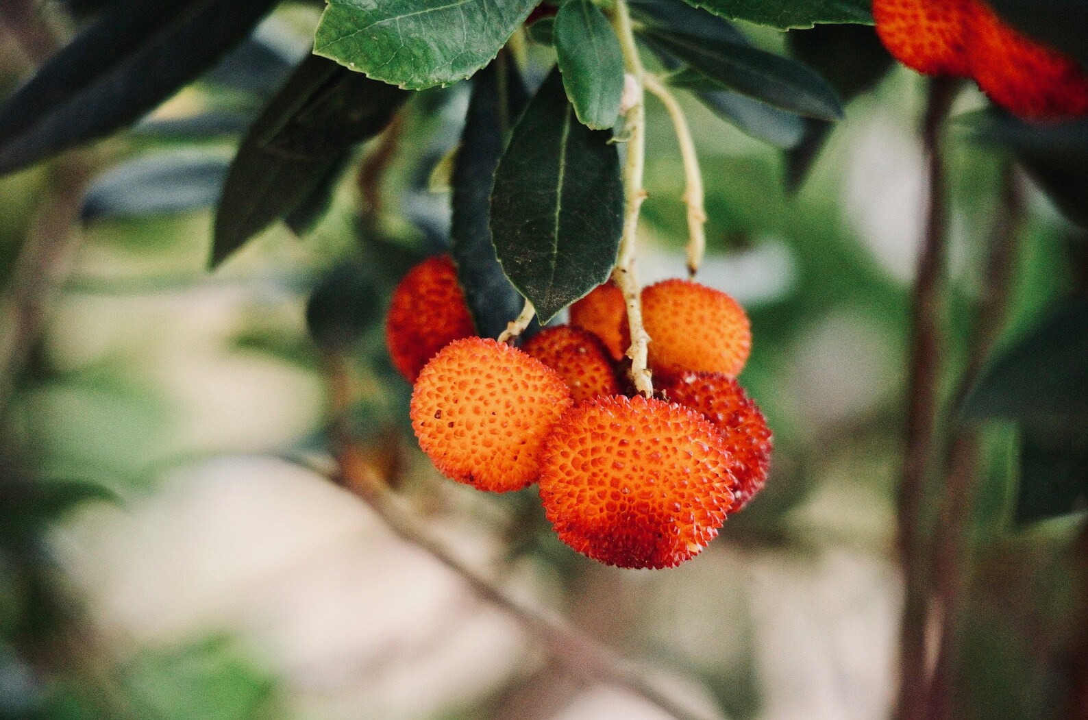 Strawberry Tree Madrone Tree | Evergreen | {arbutus Unedo} 10+ Seeds ...