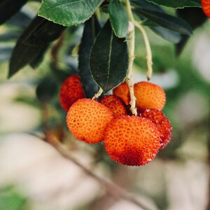 Strawberry Tree Madrone Tree | Evergreen | {arbutus Unedo} 20+ Seeds ...