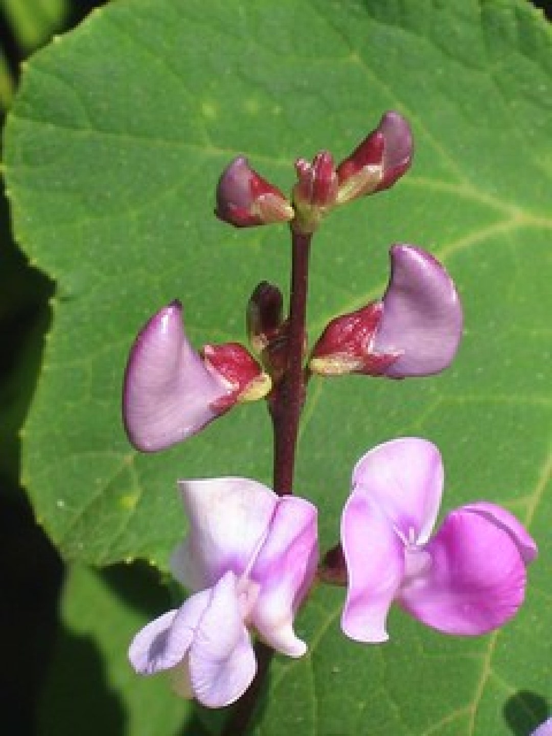 Wild Pea Vine Organic {dolichos Biflorus} Heirloom | High Yield ...