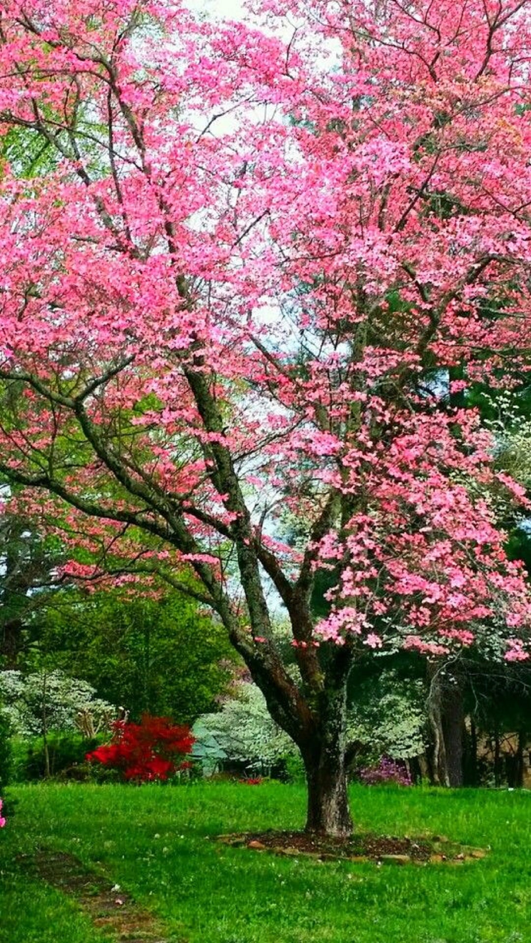 Princess Tree {paulownia Tomentosa} Fast Growing Tree 4ft per Year ...