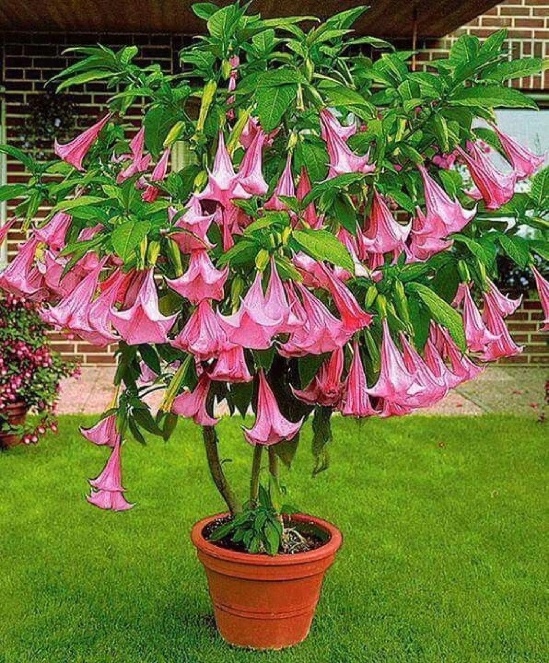 Pink Trumpet Tree tabebula Rosea Showy Ornamental Fragrant Bonsai Pre ...