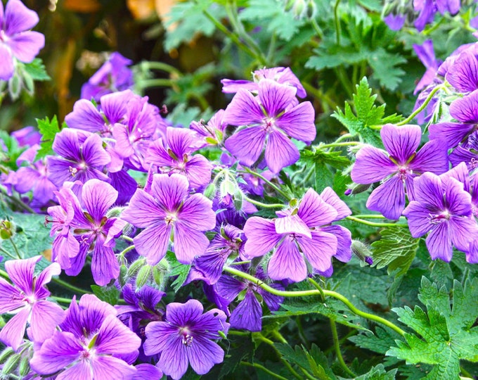 WILD GERANIUM 5 Roots - Etsy