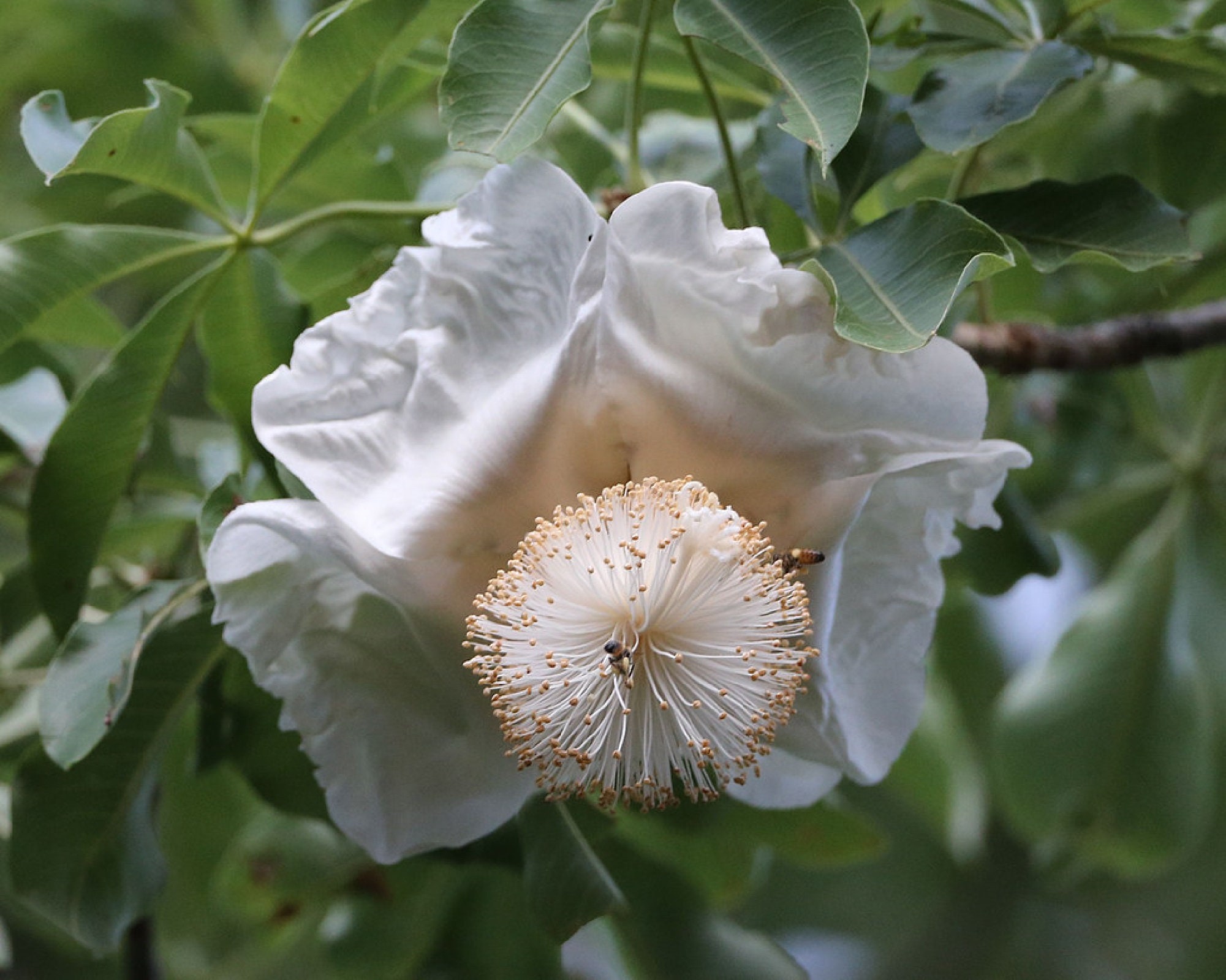 Baobab Tree {adansonia Digitata} Bonsai Favorite | Sacred Flowering ...