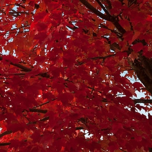 Red Paperbark Maple {acer Griseum} D.w.. | Vibrant | Fast Growing ...