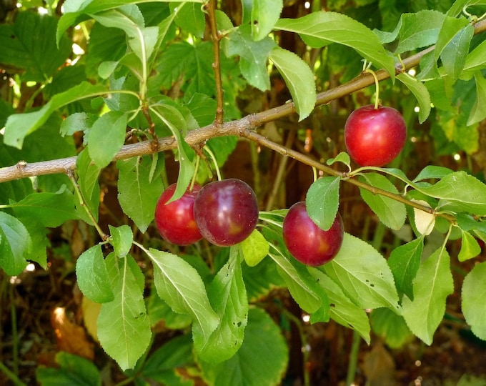 Chickasaw Plum - Hardy Native Fruit - 10 Fresh Seeds - Etsy