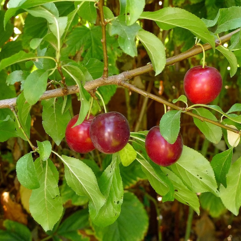 Jujube Tree Free Shipping - Etsy