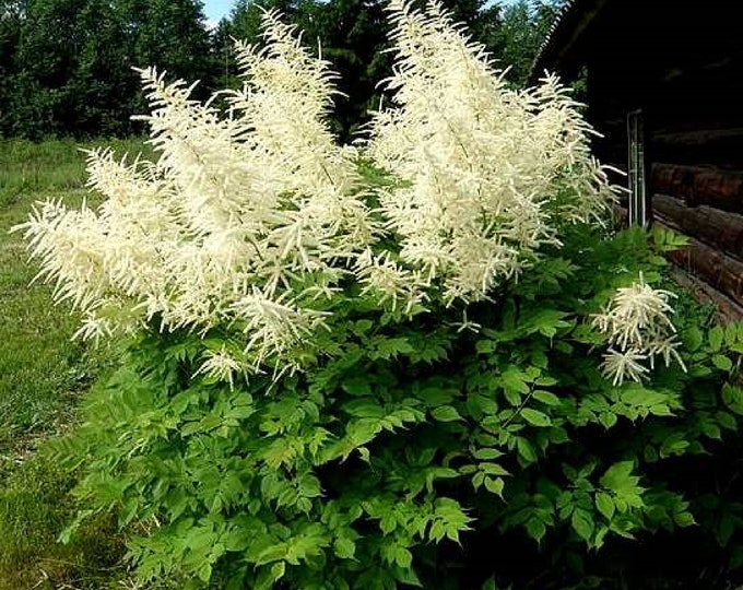 3 Aruncus Misty Lace Goat's Beard Live Starter Perennials. Loves Shade ...