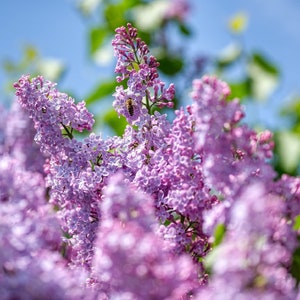 Purple Lilac Shrub {syringa Villosa} Ornate Showy Blooms | Cutting ...
