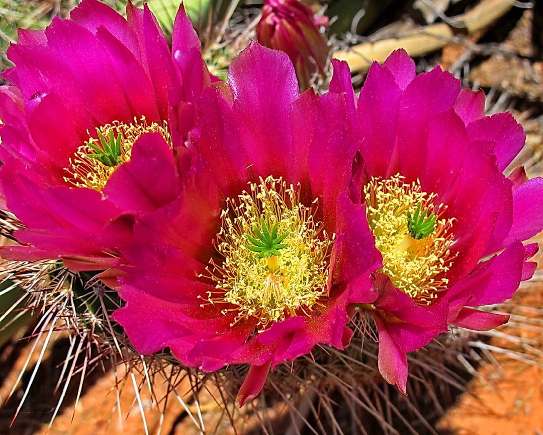 Strawberry Cactus {echinocereus Stramineus} Showy Succulent | Vibrant ...