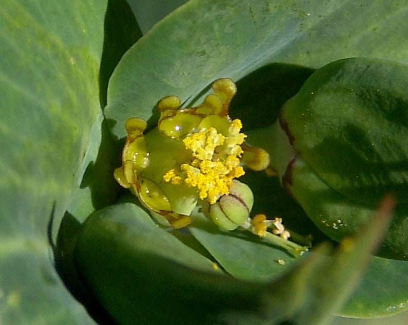 Mole Plant {euphorbia Lathyris} Biennial Flowering Shrub | Showy Blooms ...