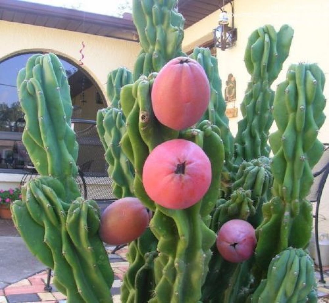 Apple Cactus cereus Peruvianus Monstruosus Rare Edible Evergreen Fast ...