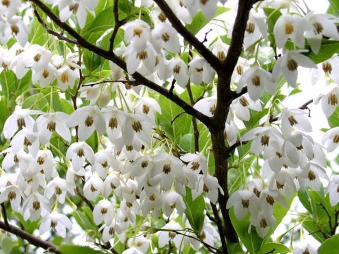Japanese Snowbell {styrax Japonica} Showy Ornamental | Bonsai | 20 ...