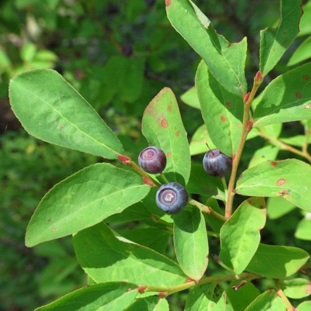 Evergreen Huckleberry {vaccinium Ovatum} Heirloom | Edible | Tea ...