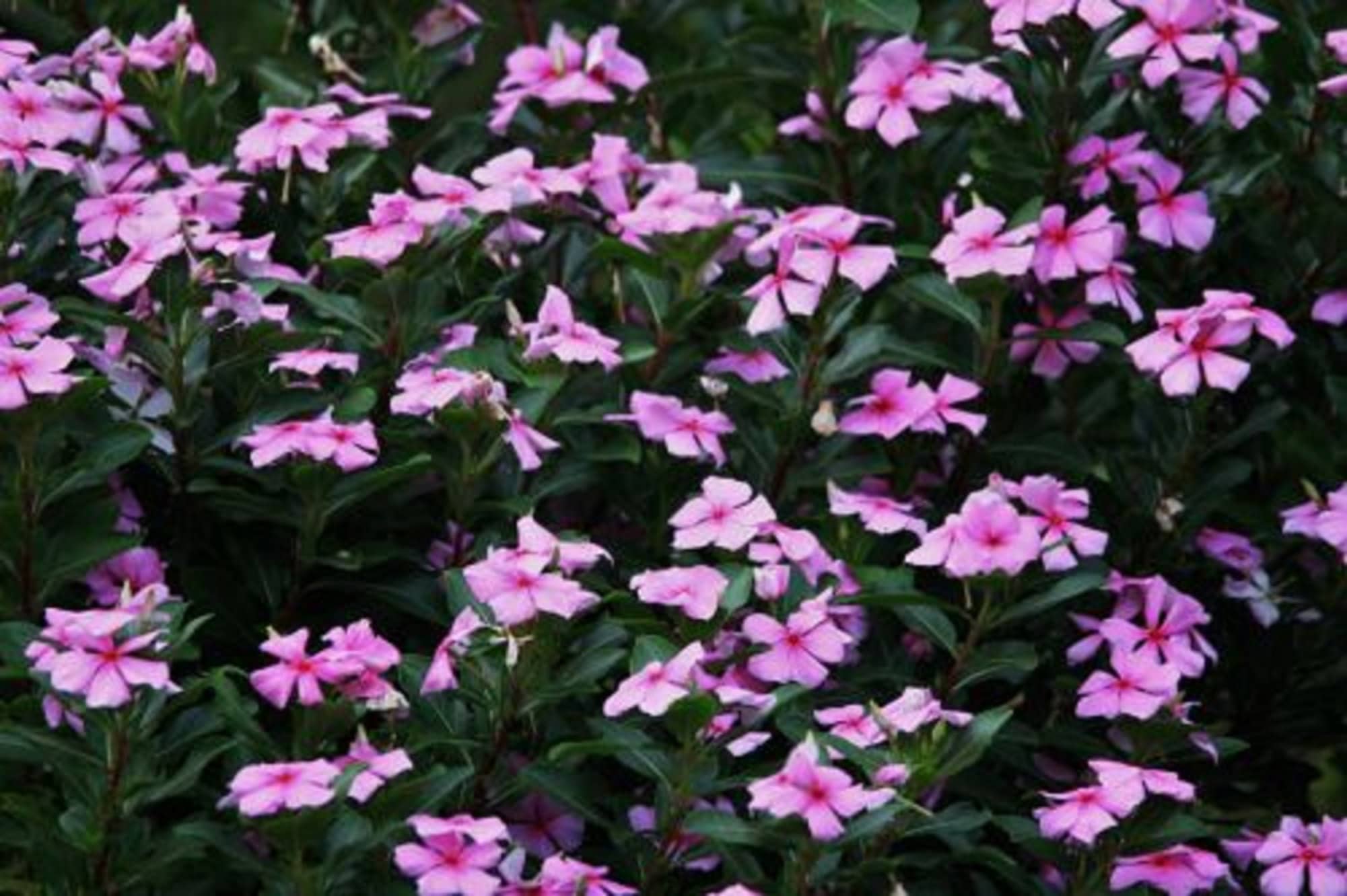 100+ Dwarf Pink Periwinkle Seeds (vinca Rosea Delicata) Flowers GROUND ...
