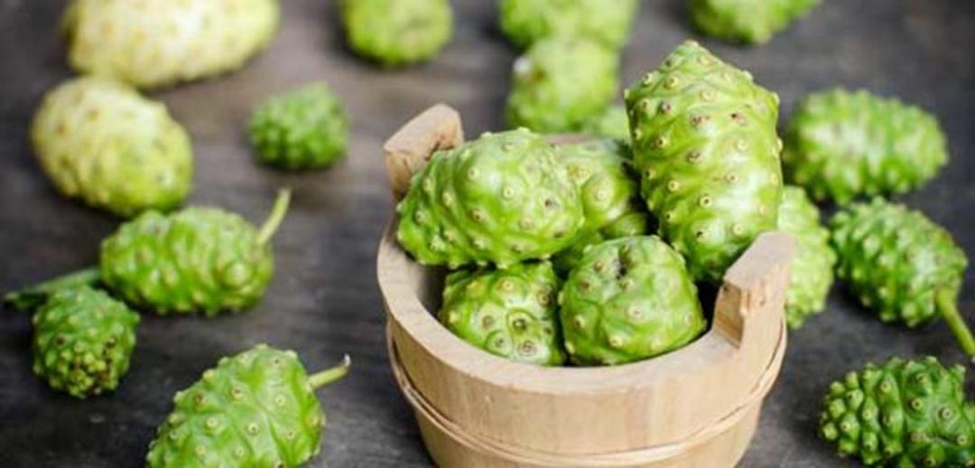 Noni Berry Tree Organic {morinda Citrifolia} Superfood 10 Seeds Free ...