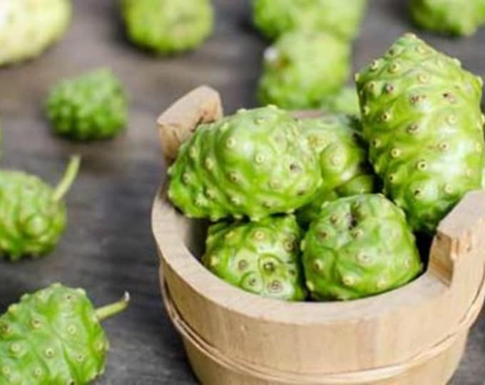 Noni Berry Tree Organic {morinda Citrifolia} Superfood 10 Seeds Free ...