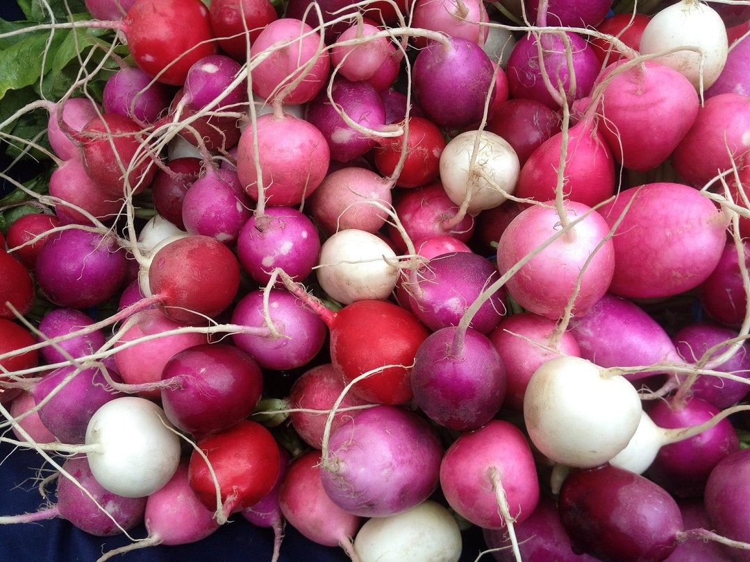 Easter Egg Radish Assortment Beta Vulgaris NON-GMO Multi Colored ...