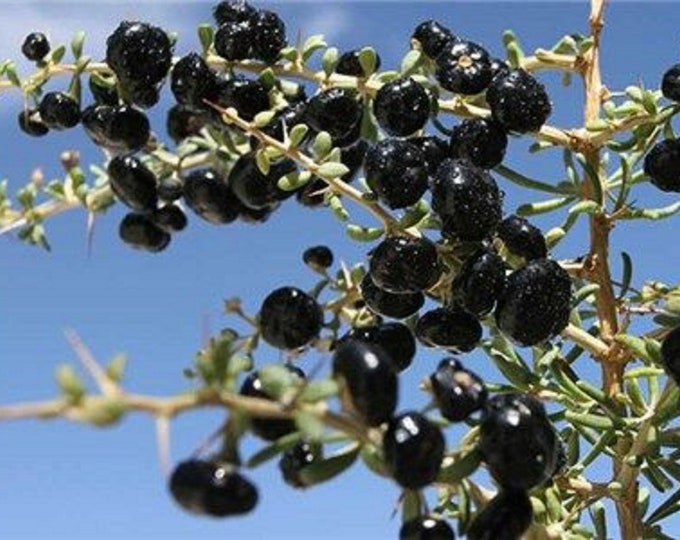 Rare Black Goji Berry Seeds, Wolfberry, Lycium Ruthenicum LY8010 - Etsy