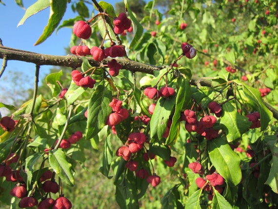 Spindleberry Tree bonsai Beauty Var. euonymus Europaeus - Etsy