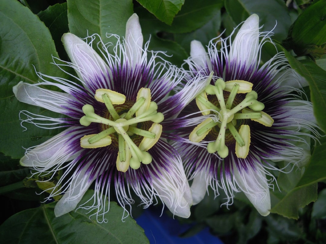 Purple Passion Fruit {passiflora Edulis} Organic | Pre-stratified ...