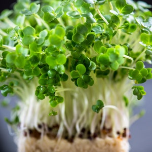 1000+ Curled Garden Cress Seeds | NON-GMO Heirloom Seeds, Microgreen ...