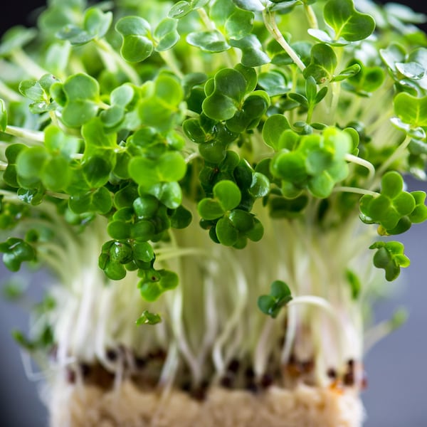 Micro Pepper - Etsy