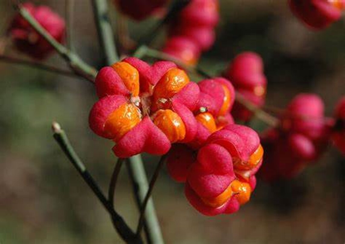 Spindleberry Tree |bonsai Beauty| Var. {euonymus Europaeus} | Soap ...