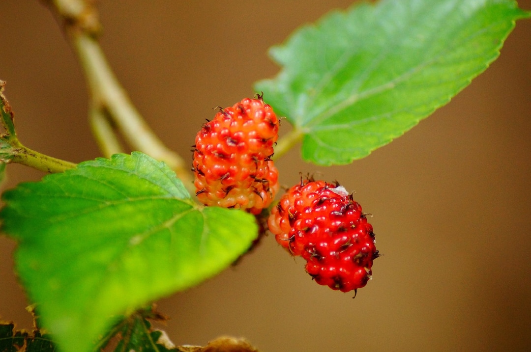 Red Mulberry Tree {morus Rubra} Organic | Edible | Fast Growing ...