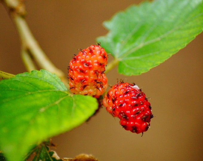 Red Mulberry Tree {morus Rubra} Organic | Edible | Fast Growing ...