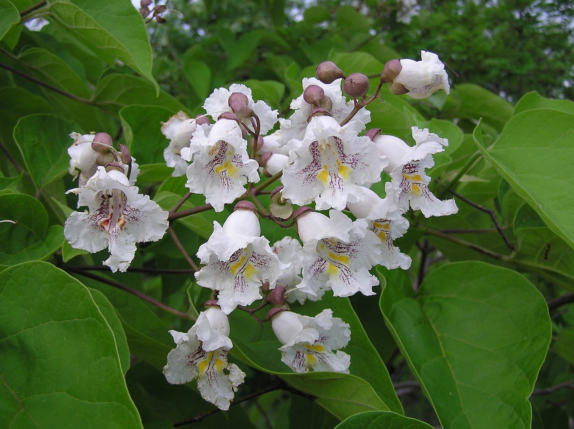 Southern Catalpa Tree {catalpa Bignonioides} Showy Ornamental | White ...