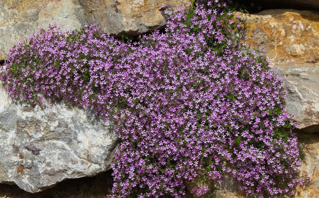 Pink Rock Soapwort Flower 1000+ Seeds (saponaria Ocymoides) | Ground ...